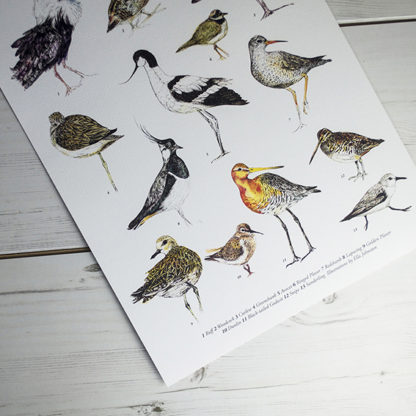 Beginner’s Guide to Wading Birds – Ella's Place